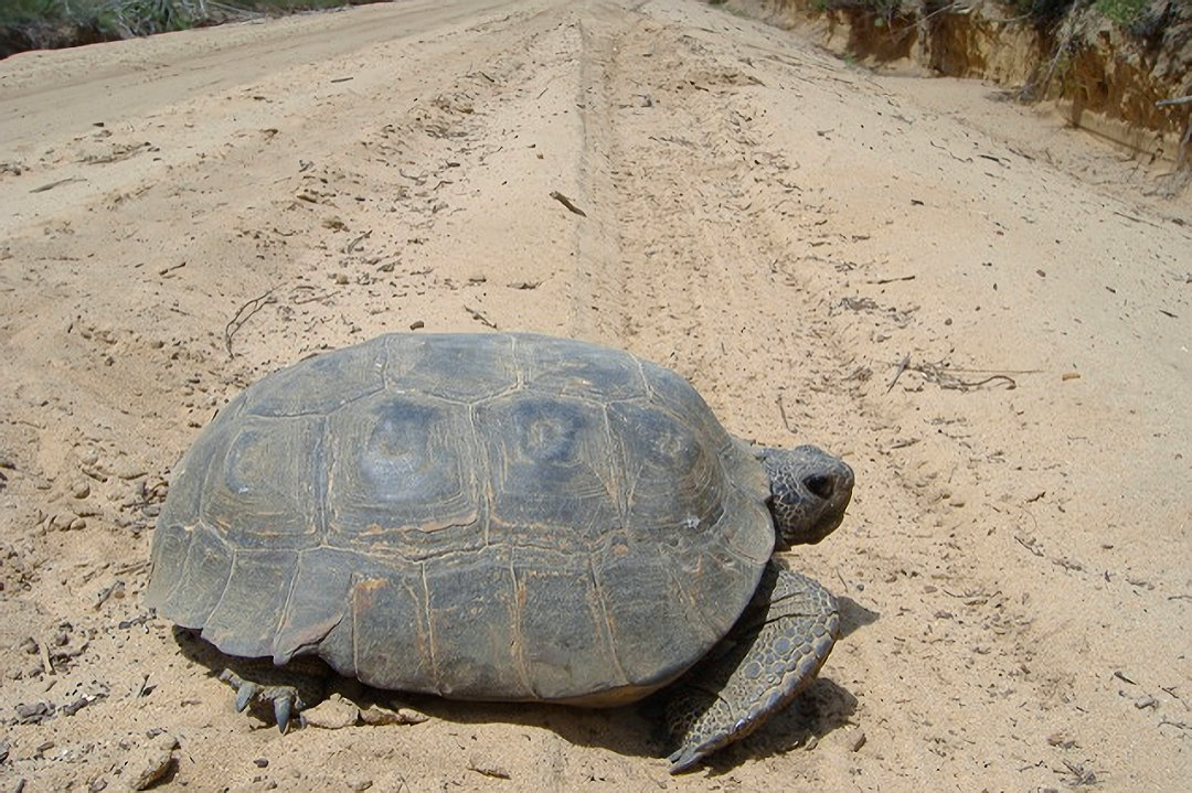 gopher-tortoise-gopherus-polyphemus-ben-hill-county-ga-photograph ...