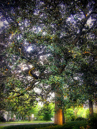 fitzgerald ga ancient magnolia tree goolsby house photograph copyright ...