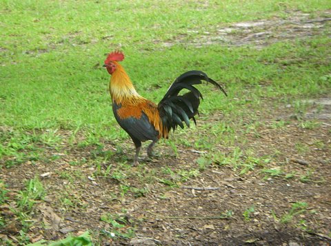 Fitzgerald Red Junglefowl Wild Chicken Copyright Brian Brown ...