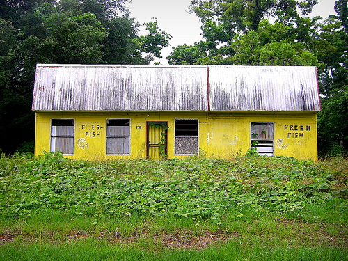Fishmonger Fresh Fish Kudzu Boston Thomas County Georgia Vanishing ...