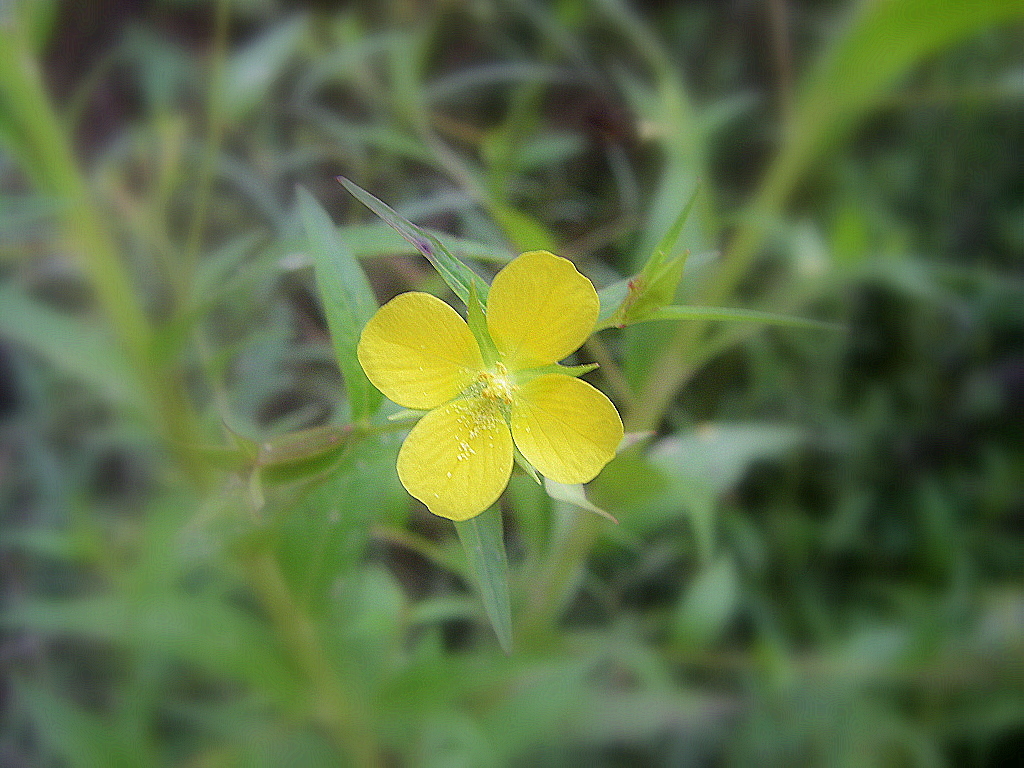 Vanishing South Georgia Irwin County Wildflower Native Plant Yellow Bog ...