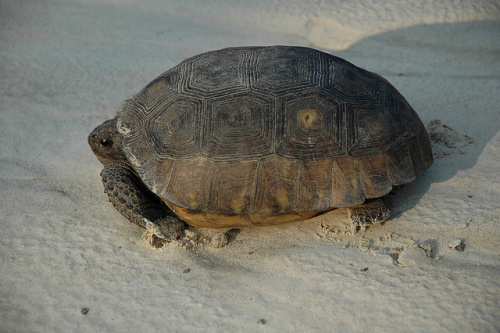 arp-ga-irwin-county-gopher-tortoise-gopherus-polyphemus-southern-native ...