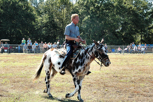 Mule Roundup Guysie GA Bacon County Competition Spot Spotted Riding ...