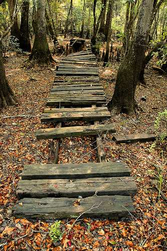 Logging Tram Tramway Abandoned Middleton Lake Altamaha River Floodplain ...