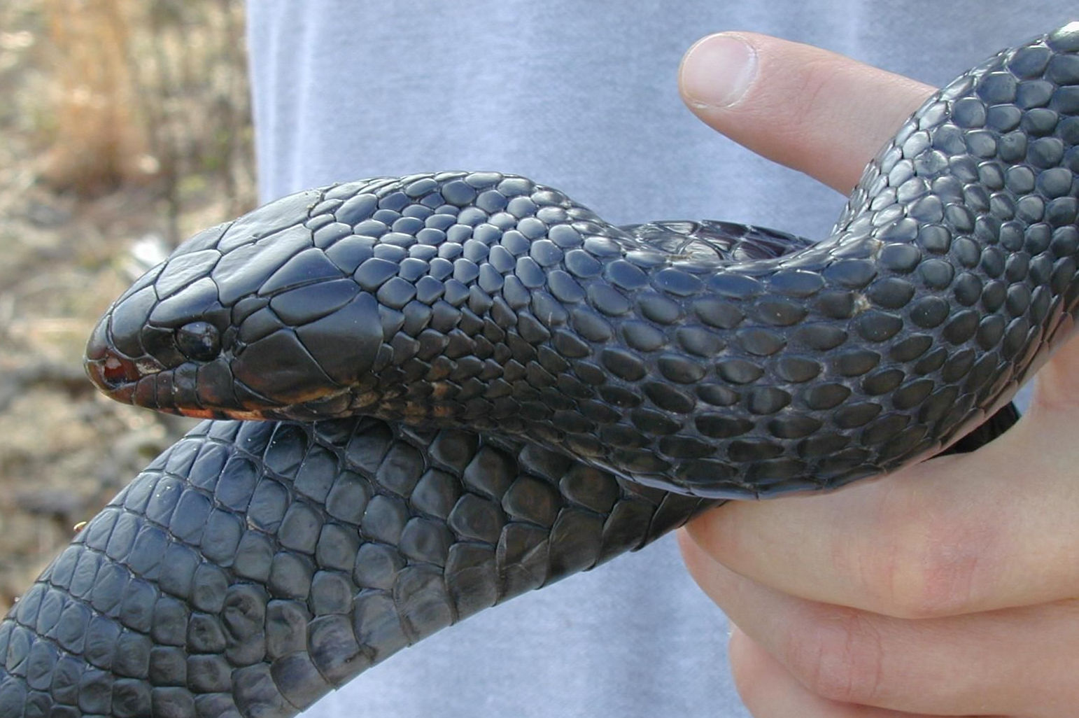 Georgia Endangered Species | Vanishing Georgia: Photographs by Brian Brown