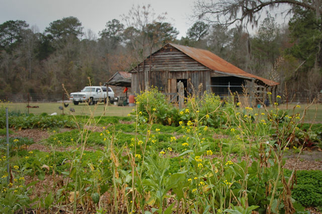 Red Earth Farm, Tattnall County | Vanishing Georgia: Photographs by ...