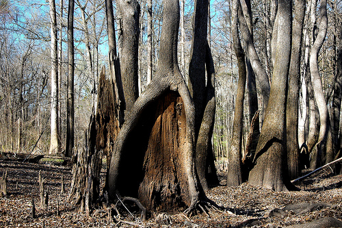 Moody Forest Swamp Large Hollowed Out Tupelo Cavity Cypress Late Winter ...