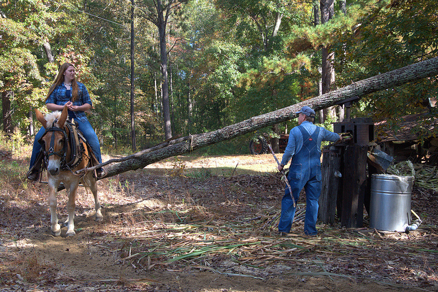 Ribbon Cane Syrup Making Junction City GA Talbot County Photograph ...