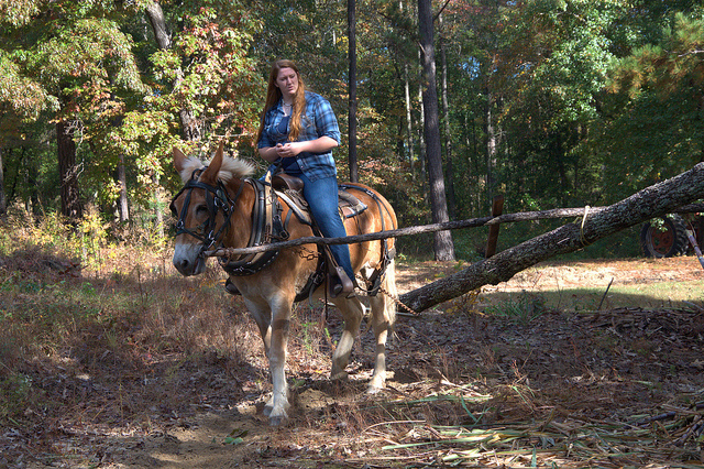 Ribbon Cane Syrup Making Mule Junction City GA Photograph Copyright ...