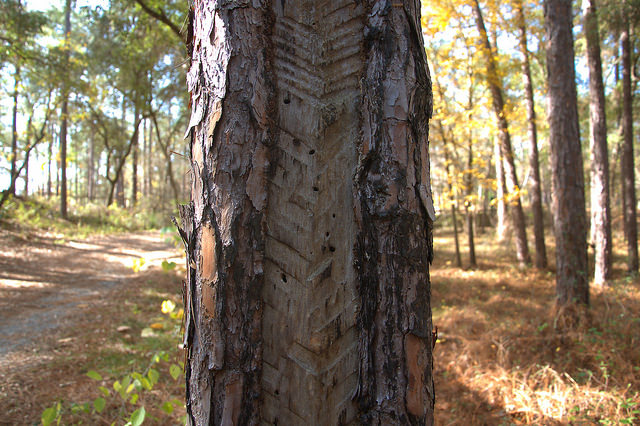 Seventeen Mile River, Coffee County | Vanishing Georgia: Photographs by ...