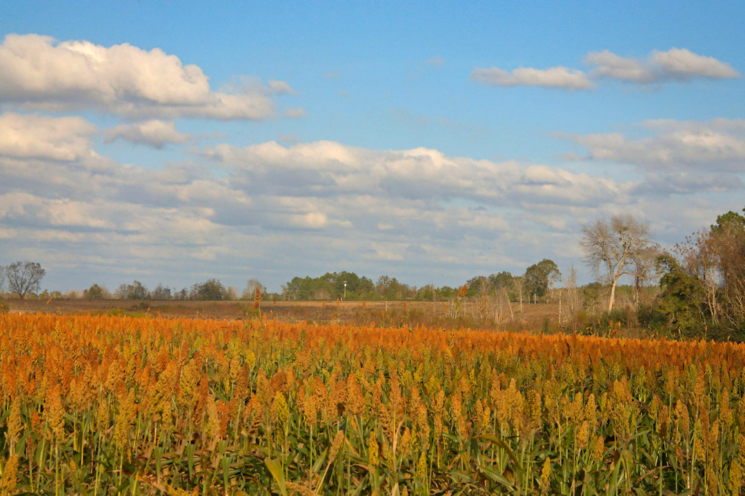 Sorghum Field, Irwin County | Vanishing Georgia: Photographs by Brian Brown