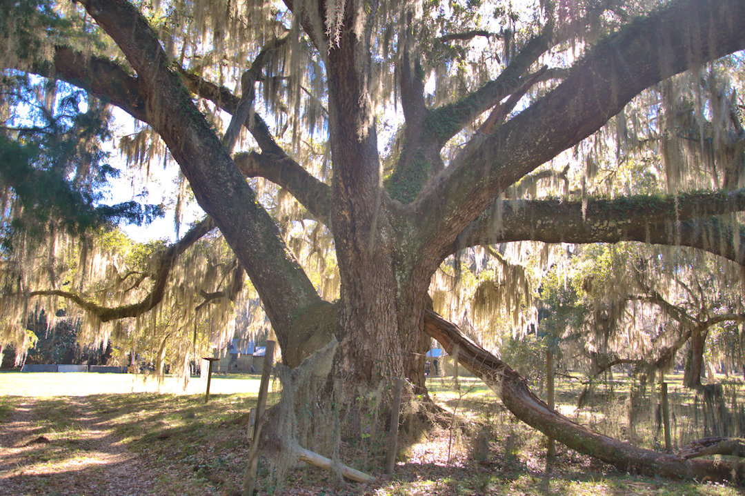 Hopeton-Altama Plantation, Glynn County | Vanishing Georgia ...