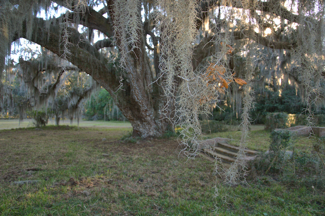 Hopeton-Altama Plantation, Glynn County | Vanishing Georgia ...