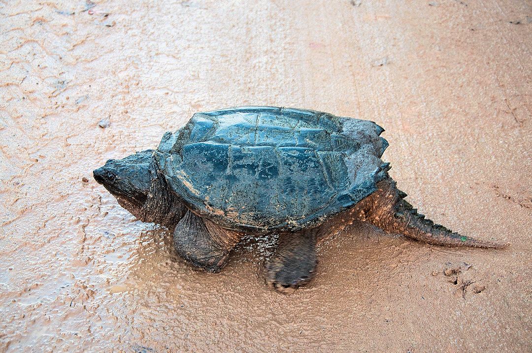 Common Snapping Turtle, Irwin County | Vanishing Georgia: Photographs ...