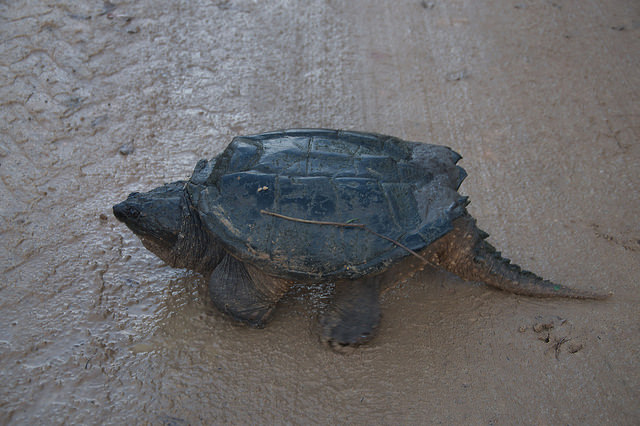 Common Snapping Turtle, Irwin County | Vanishing Georgia: Photographs ...