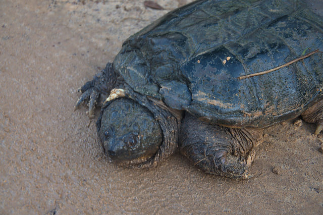 Common Snapping Turtle, Irwin County | Vanishing Georgia: Photographs ...