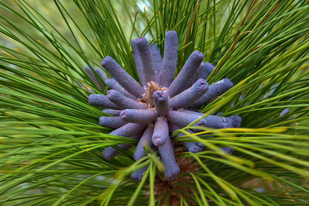 Male Longleaf Pine, Ben Hill County | Vanishing Georgia: Photographs by ...