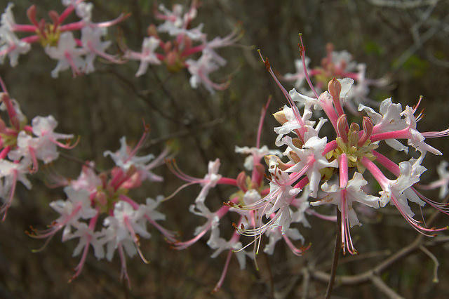 Piedmont Azalea, Ben Hill County | Vanishing Georgia: Photographs by ...