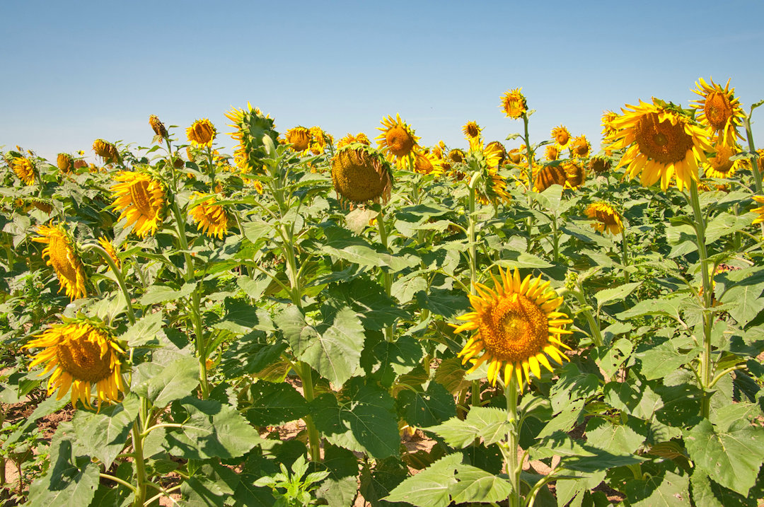 Pitts GA | Vanishing Georgia: Photographs by Brian Brown