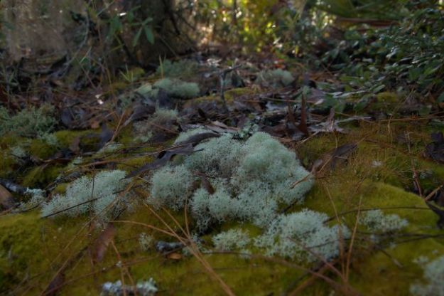 Lichens & Mosses, Irwin County | Vanishing Georgia: Photographs by ...
