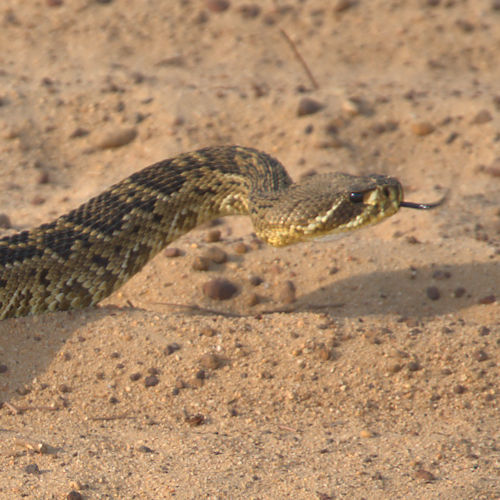 Eastern Diamondback Rattlesnake, Ben Hill County | Vanishing Georgia ...