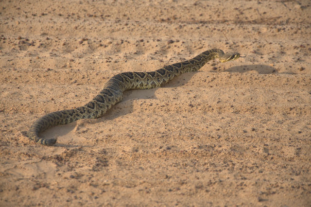 Eastern Diamondback Rattlesnake, Ben Hill County | Vanishing Georgia ...