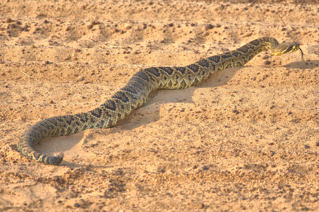 Eastern Diamondback Rattlesnake, Ben Hill County | Vanishing Georgia ...