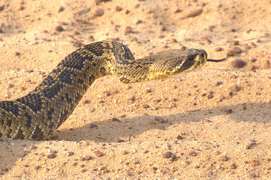 Eastern Diamondback Rattlesnake, Ben Hill County | Vanishing Georgia ...