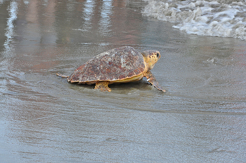 Georgia Sea Turtle Center Jekyll Island Rehabilitated 15 Year Old ...
