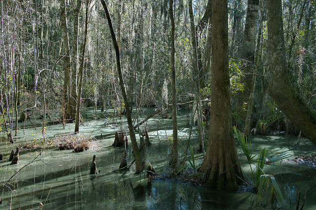 Cay Creek Liberty County GA Freshwater Swamp in Transitional Coastal ...