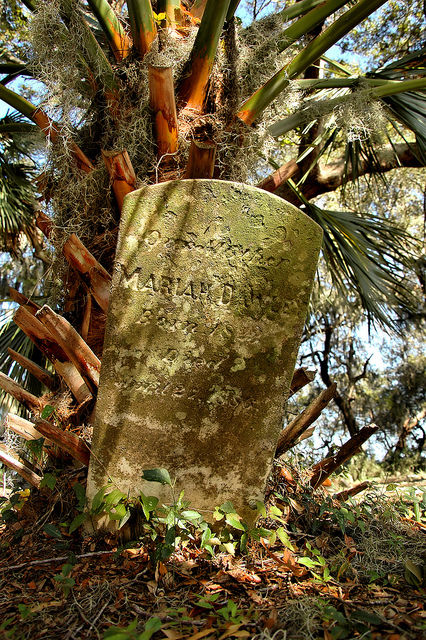 Gould Cemetery Mariah Dawley Palm Palmetto Tree Growing out of ...