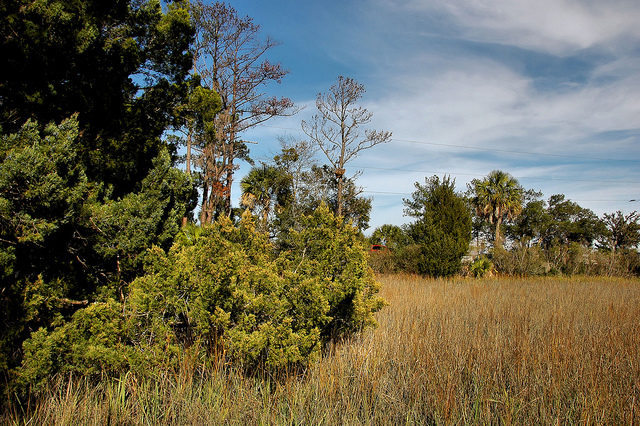 Black Rush Palmetto Cedar Pine Atlantic Coast Salt Marsh Estuary Sapelo ...