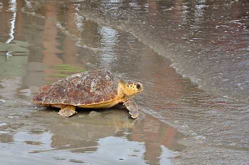 Georgia Sea Turtle Center Jekyll Island Loggerhead Sea Turtle Caretta ...