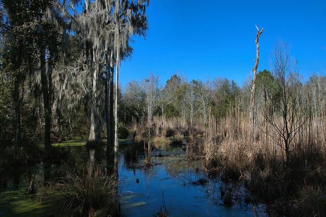 Cay Creek Freshwater Wetlands Liberty County GA Photograph Copyright ...