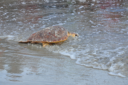 Georgia Sea Turtle Center Jekyll Island Loggerhead Sea Turtle Caretta ...