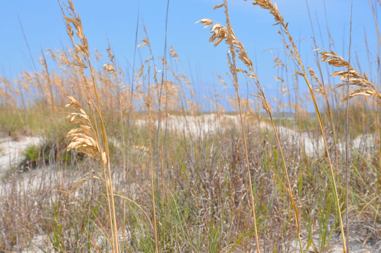 Cabretta Beach, Sapelo Island | Vanishing Georgia: Photographs by Brian ...