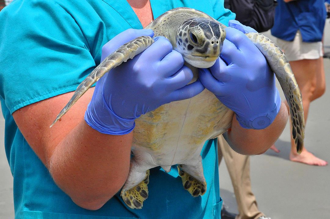 Sea Turtle Release, Jekyll Island | Vanishing Georgia: Photographs by ...
