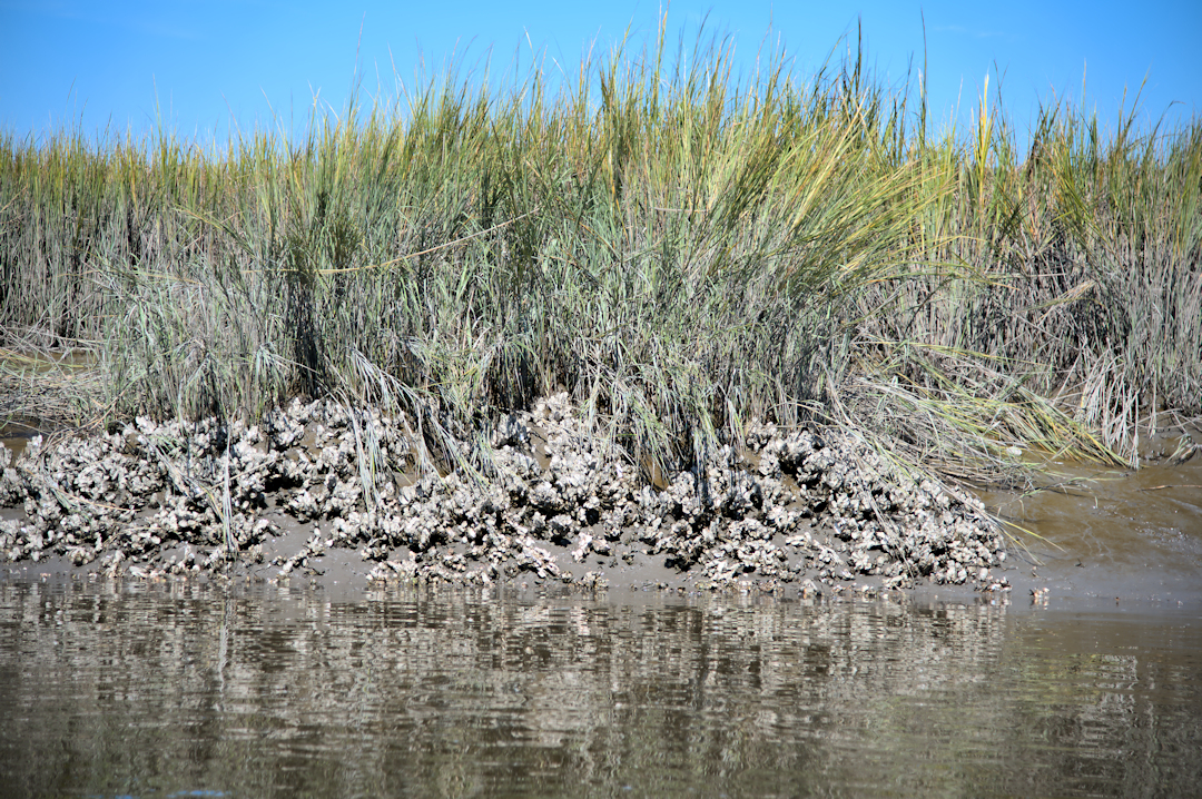 White Chimney River, McIntosh County | Vanishing Georgia: Photographs ...