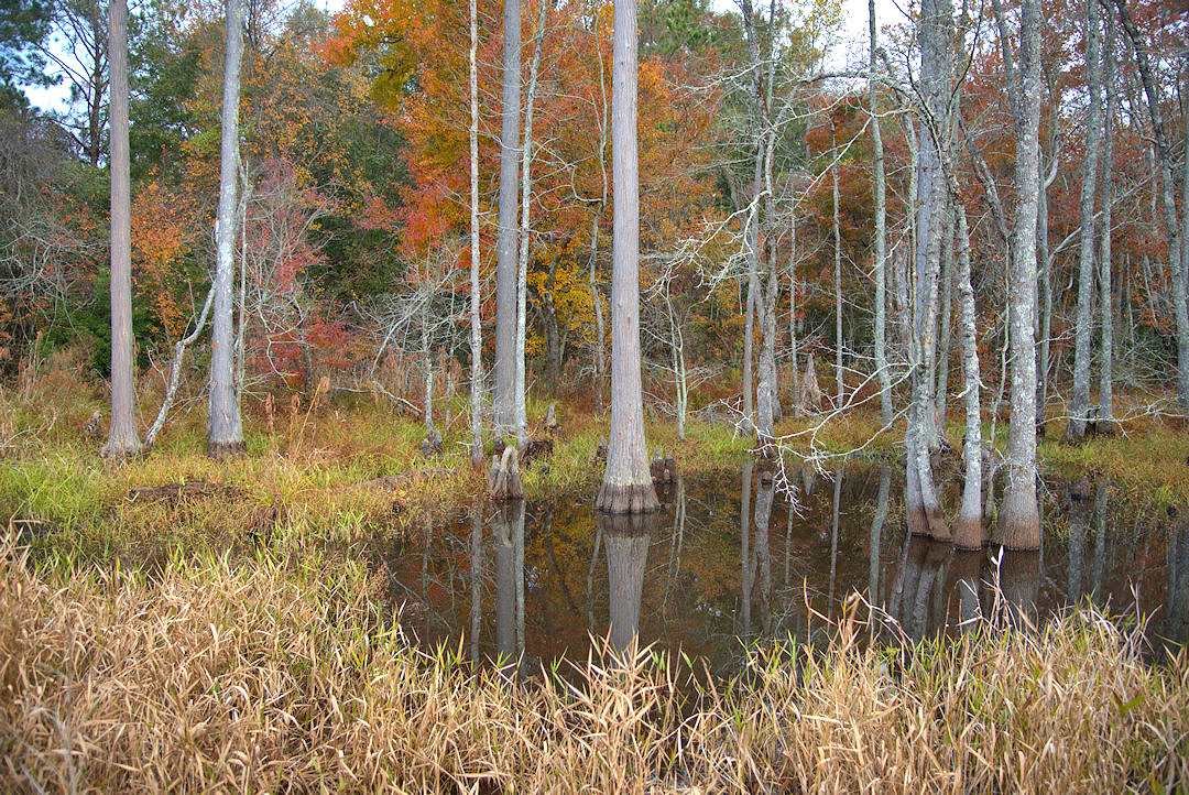 Cypress Swamp, Irwin County | Vanishing Georgia: Photographs by Brian Brown