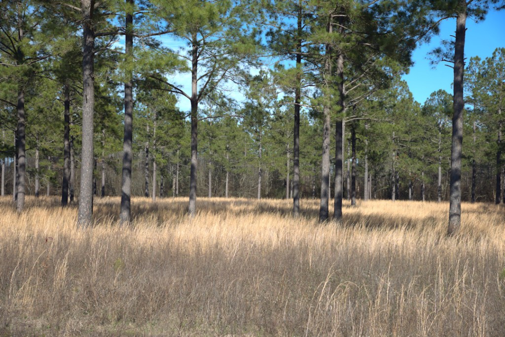 Longleaf Pine Plantation, Baker County | Vanishing Georgia: Photographs ...