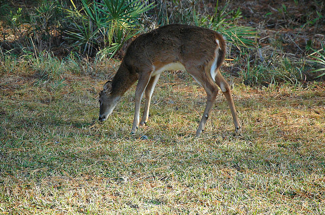 White-tailed Deer, Okefenokee Swamp | Vanishing Georgia: Photographs by ...