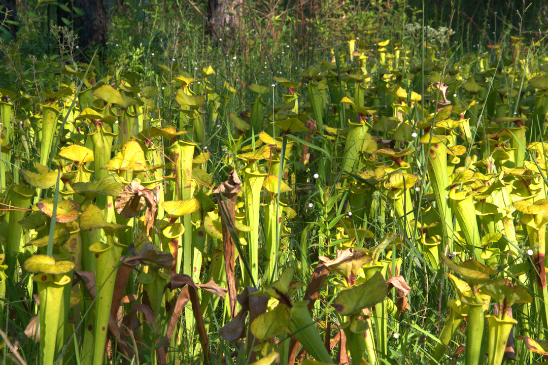 Pitcher Plant Bog, Turner County | Vanishing Georgia: Photographs by ...