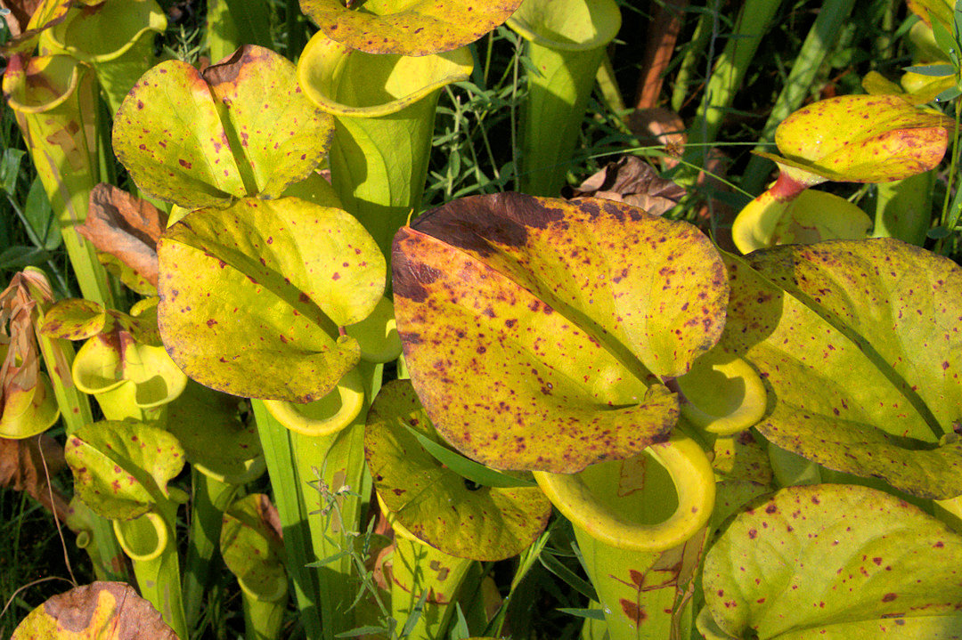 Pitcher Plant Bog, Turner County | Vanishing Georgia: Photographs by ...