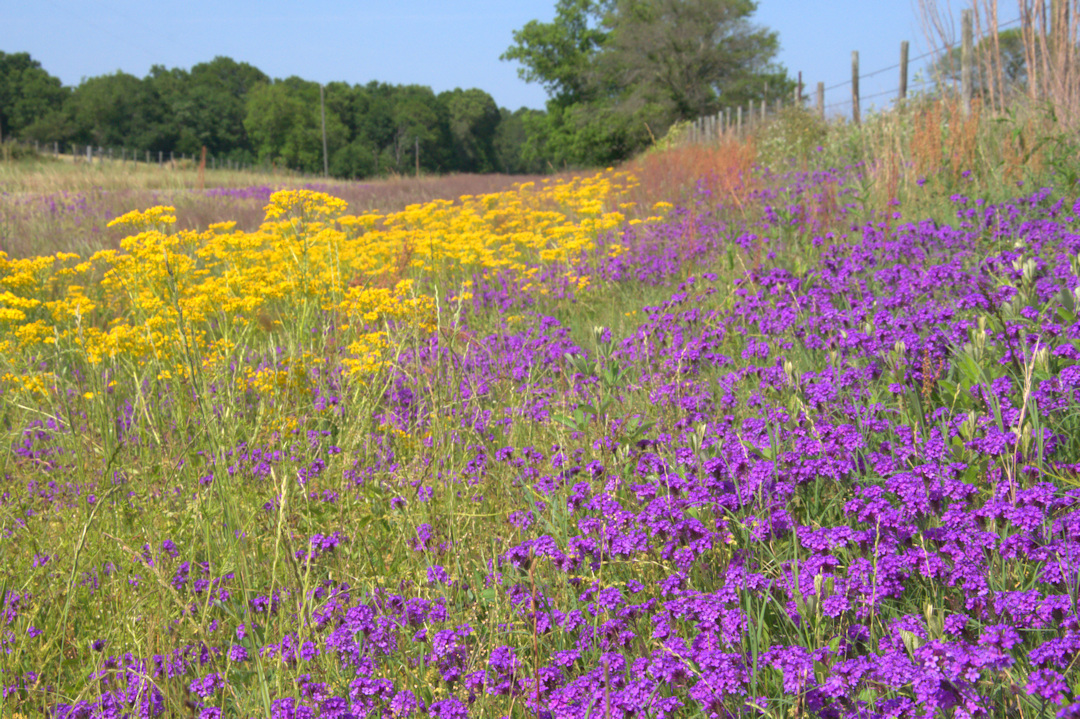 Roadside Wildflowers, Turner County | Vanishing Georgia: Photographs by ...
