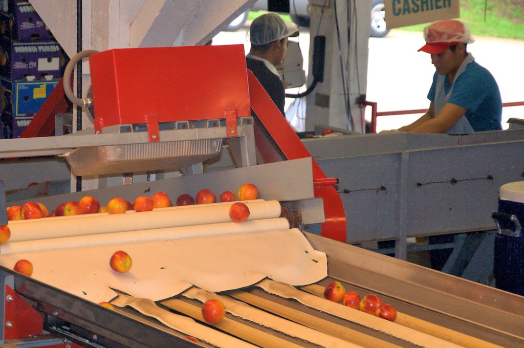 Dickey Farms Peaches, 1936, Musella | Vanishing Georgia: Photographs by ...