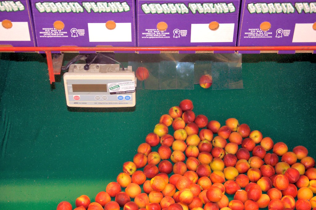 Dickey Farms Peaches, 1936, Musella | Vanishing Georgia: Photographs by ...