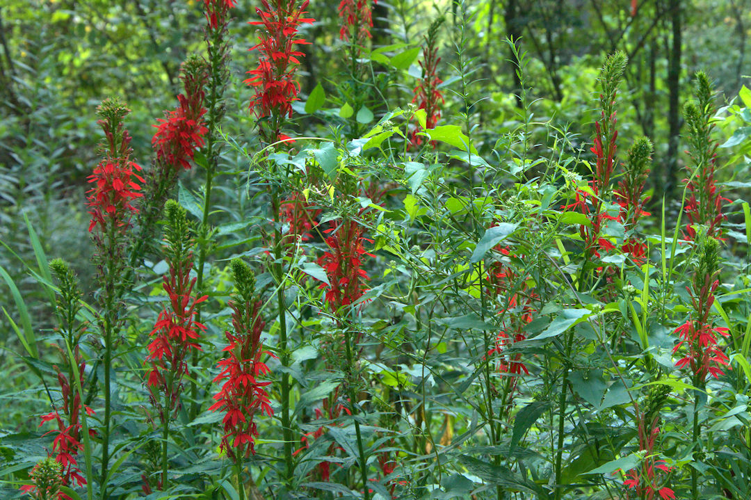 Cardinal Flower, Chattooga County | Vanishing Georgia: Photographs by ...