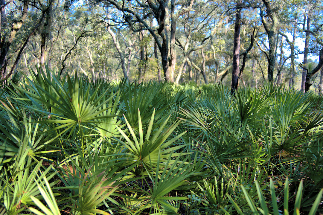 Griffin Ridge Wildlife Management Area, Long County | Vanishing Georgia ...