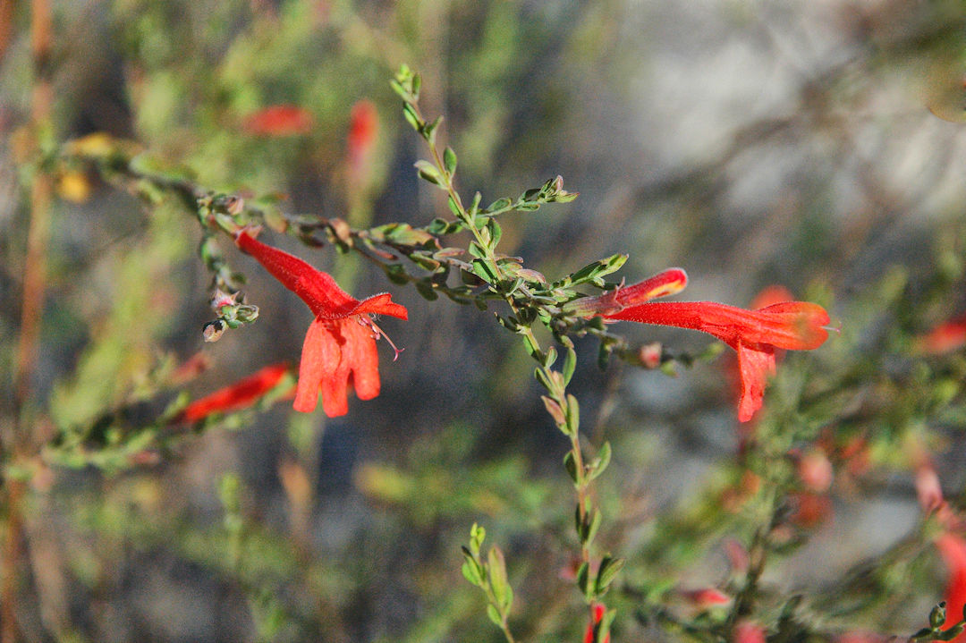 Scarlet Wild Basil, Ohoopee Dunes | Vanishing Georgia: Photographs by ...