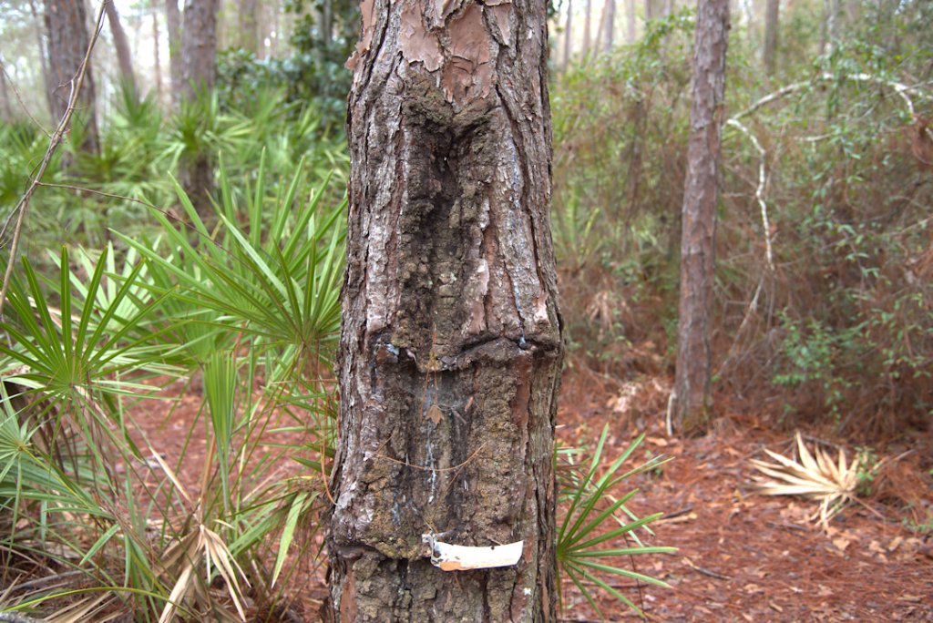 Georgia Turpentine Industry | Vanishing Georgia: Photographs by Brian Brown